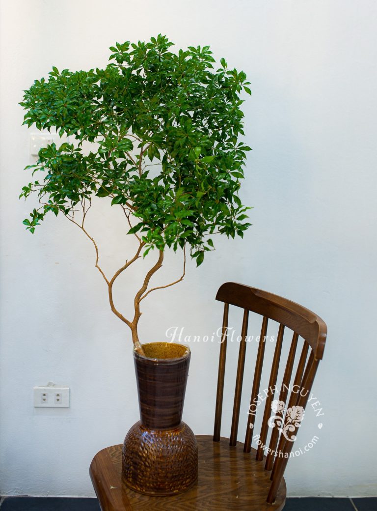 Cành Asebi Nhật bản - Đặt hoa online tại Hà Nội 0968877222