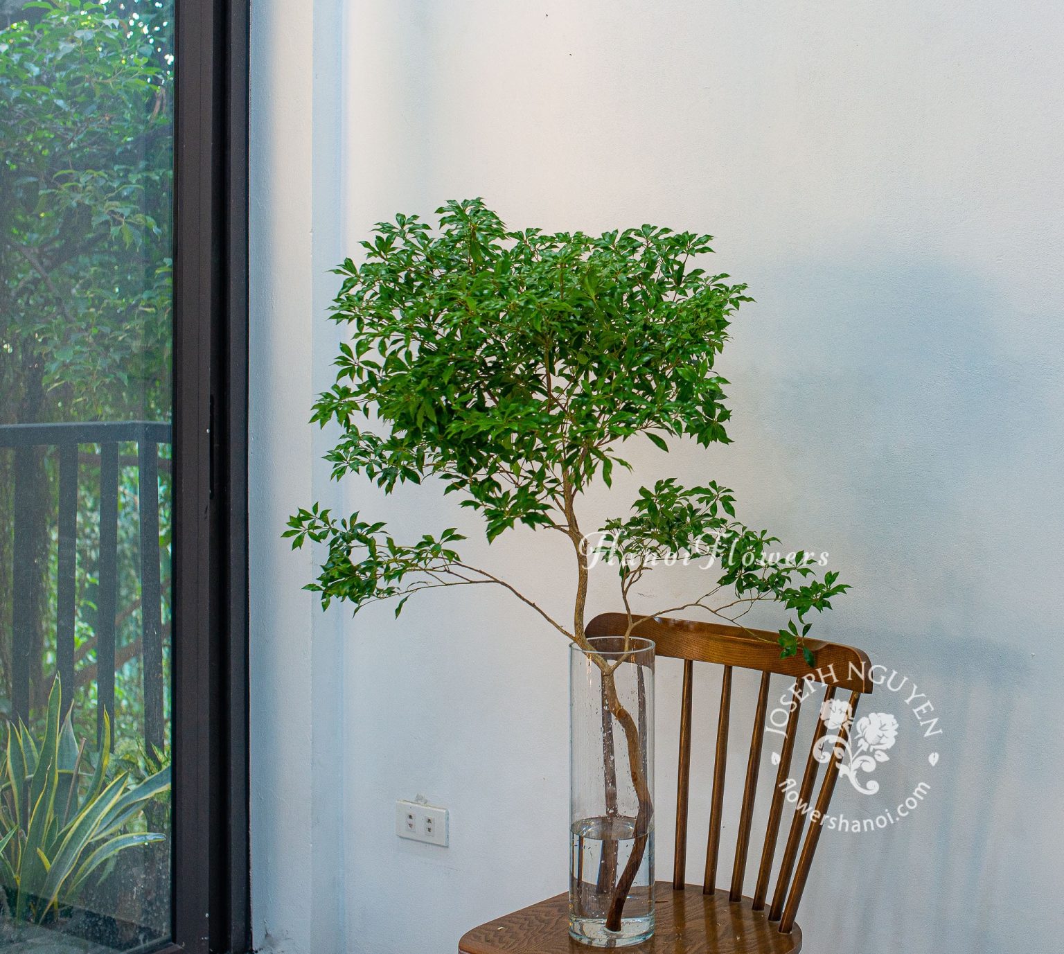 Cành Asebi Nhật bản - Đặt hoa online tại Hà Nội 0968877222