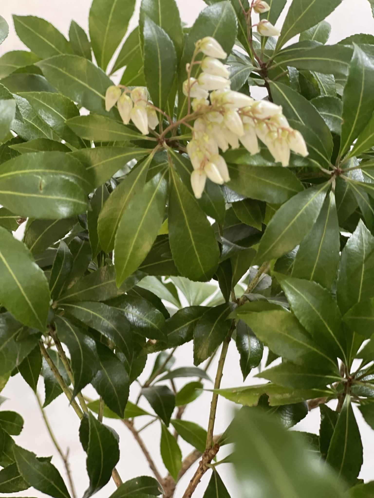 Cành Asebi Nhật bản - Đặt hoa online tại Hà Nội 0968877222